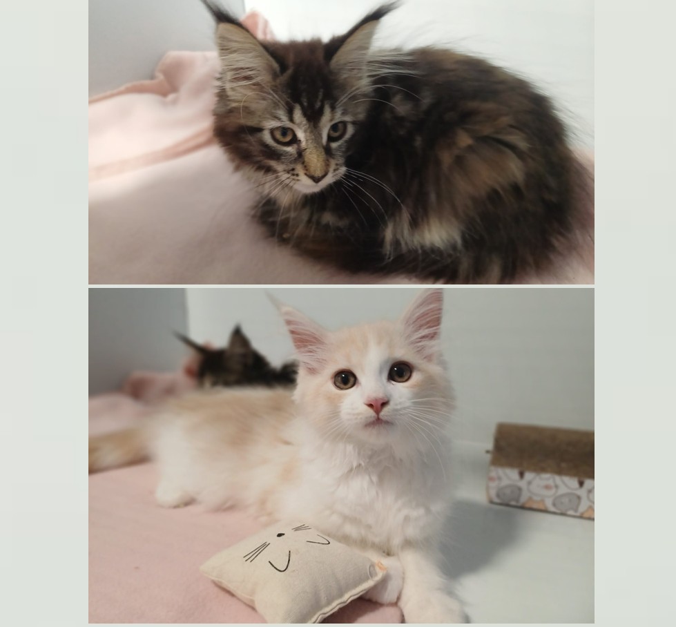 Nox & Minka-Marie - Katzenschutzfreunde Rhein-Ahr-Eifel